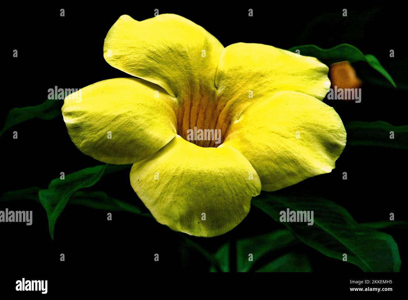 Allamanda flower hi-res stock photography and images - Alamy