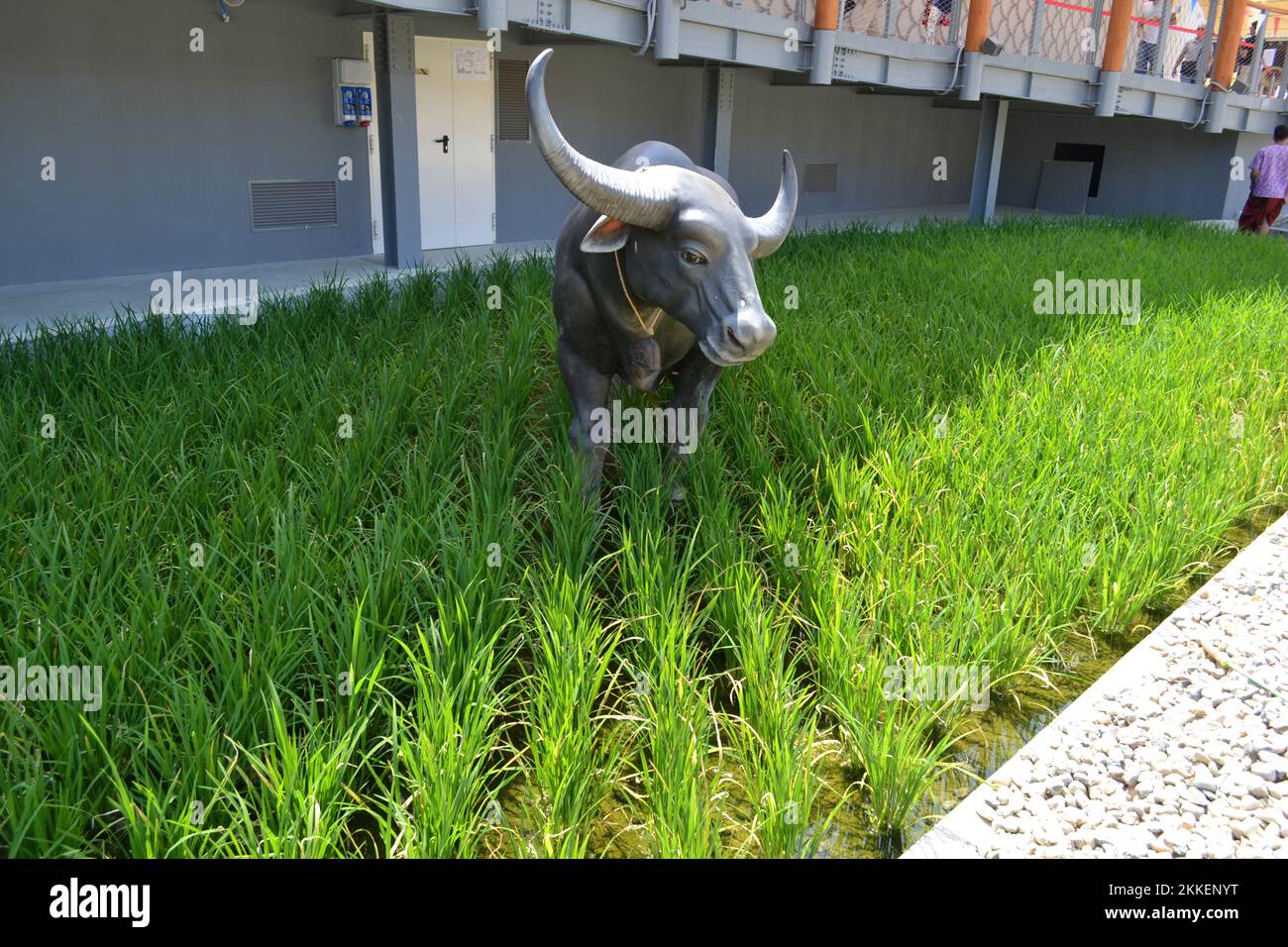 Close-up view of the statue of ox standing on the green rice paddle in ...