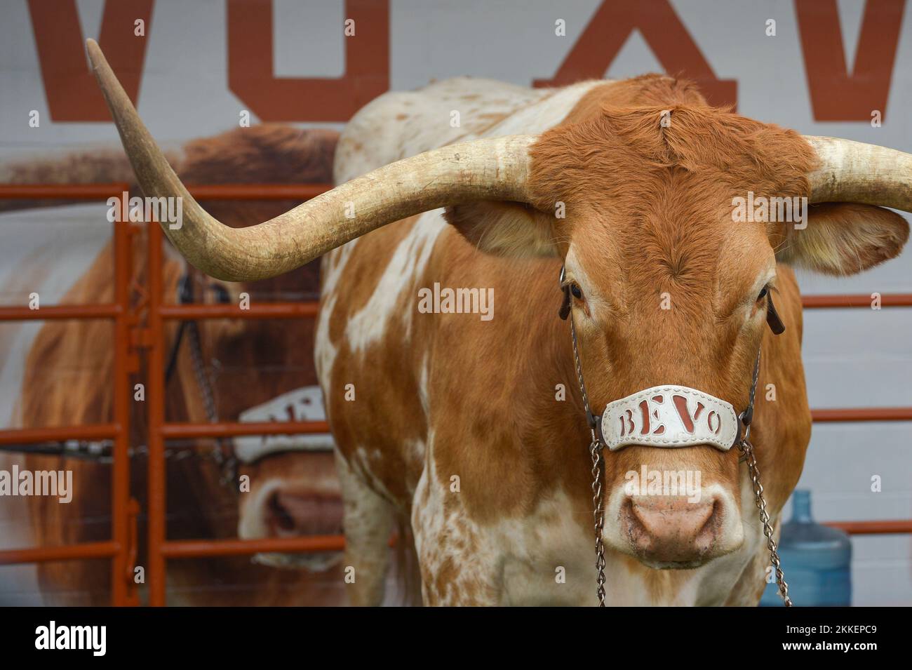 Austin, TX, USA. 25th Nov, 2022. Texas Longhorns Bevo watching his team ...