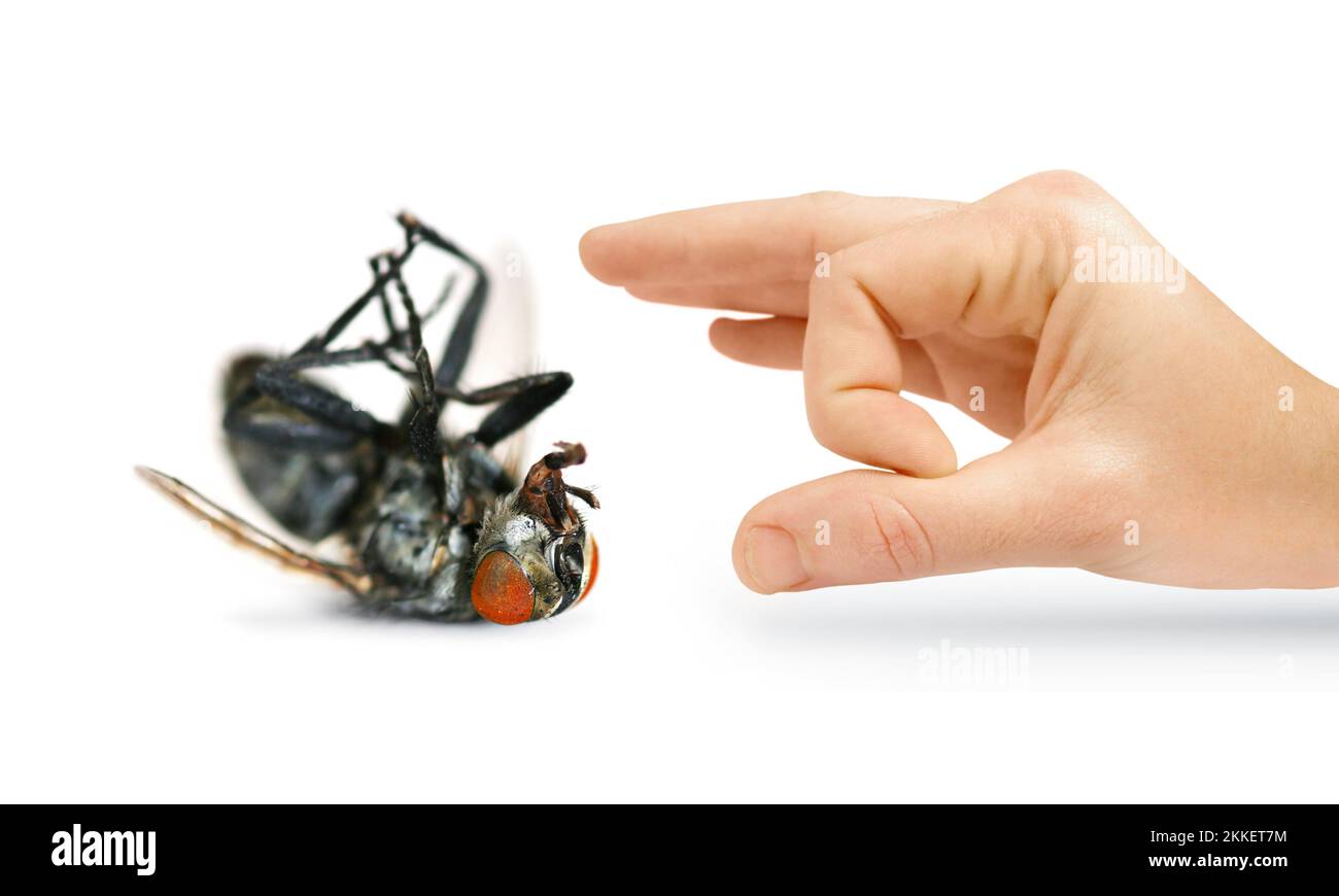 Give Pests The Flick With An Isolated Hand Flicking A Huge Dead Fly ...