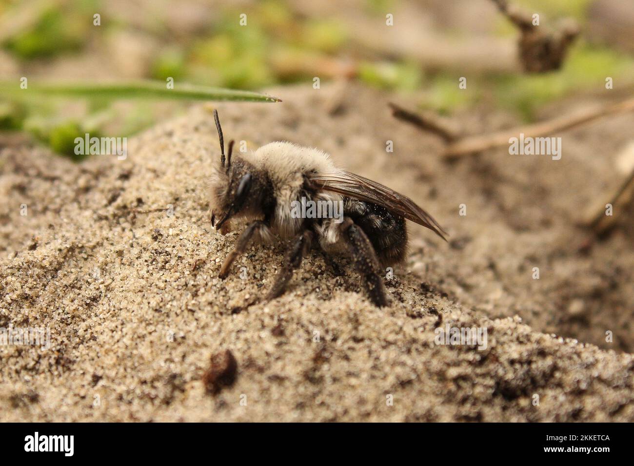 Mining bee hole hi-res stock photography and images - Alamy