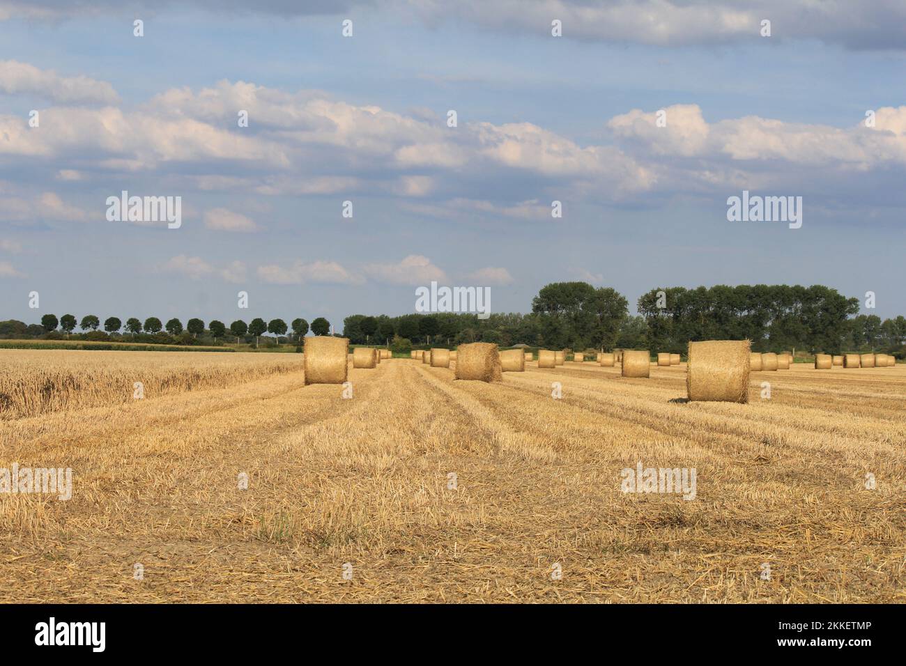 a big field with round straw bales and a blue sky with clouds in the ...