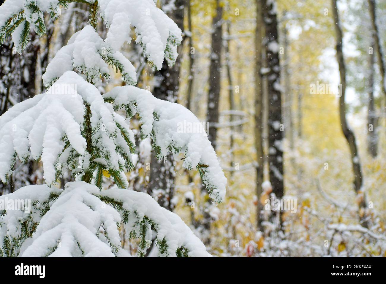 Boreal forest british columbia hi-res stock photography and images - Alamy