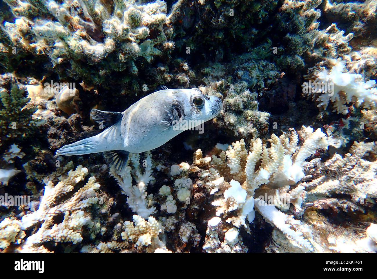 The masked puffer - (Arothron diadematus Stock Photo - Alamy
