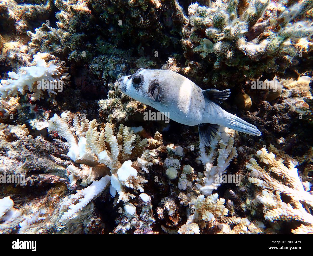 The masked puffer - (Arothron diadematus Stock Photo - Alamy