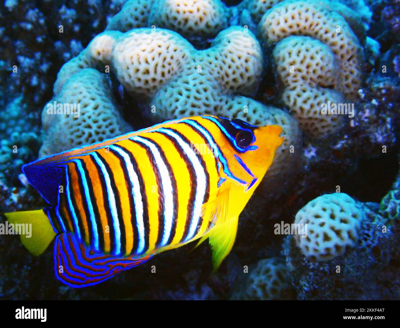 Regal Angelfish (Pygoplites diacanthus) into the serenity world of Red ...