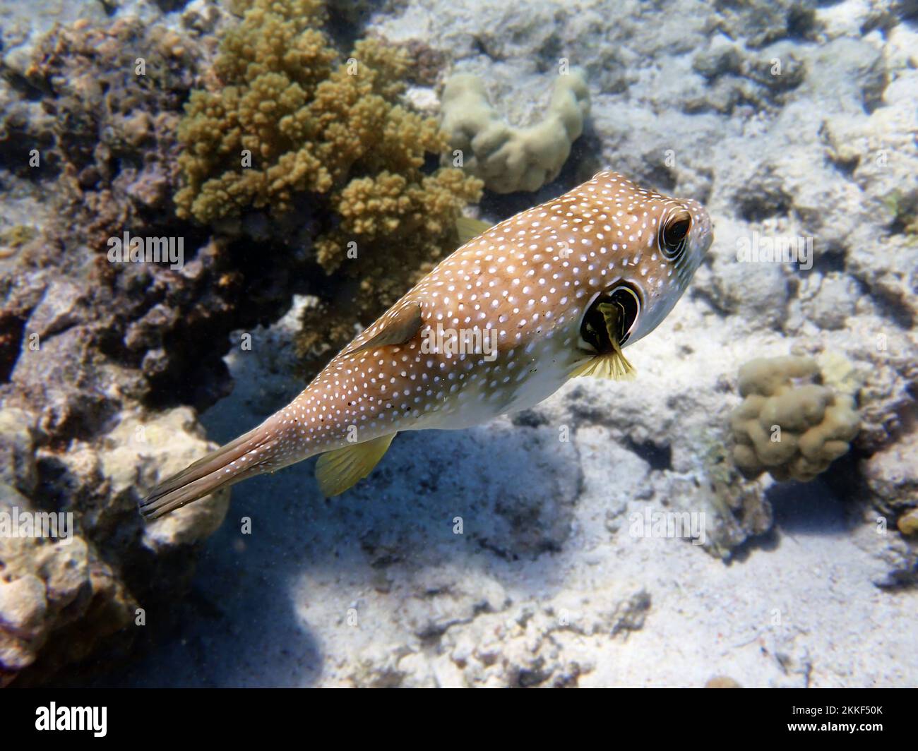 Starry pufferfish - Arothron stellatus Stock Photo - Alamy