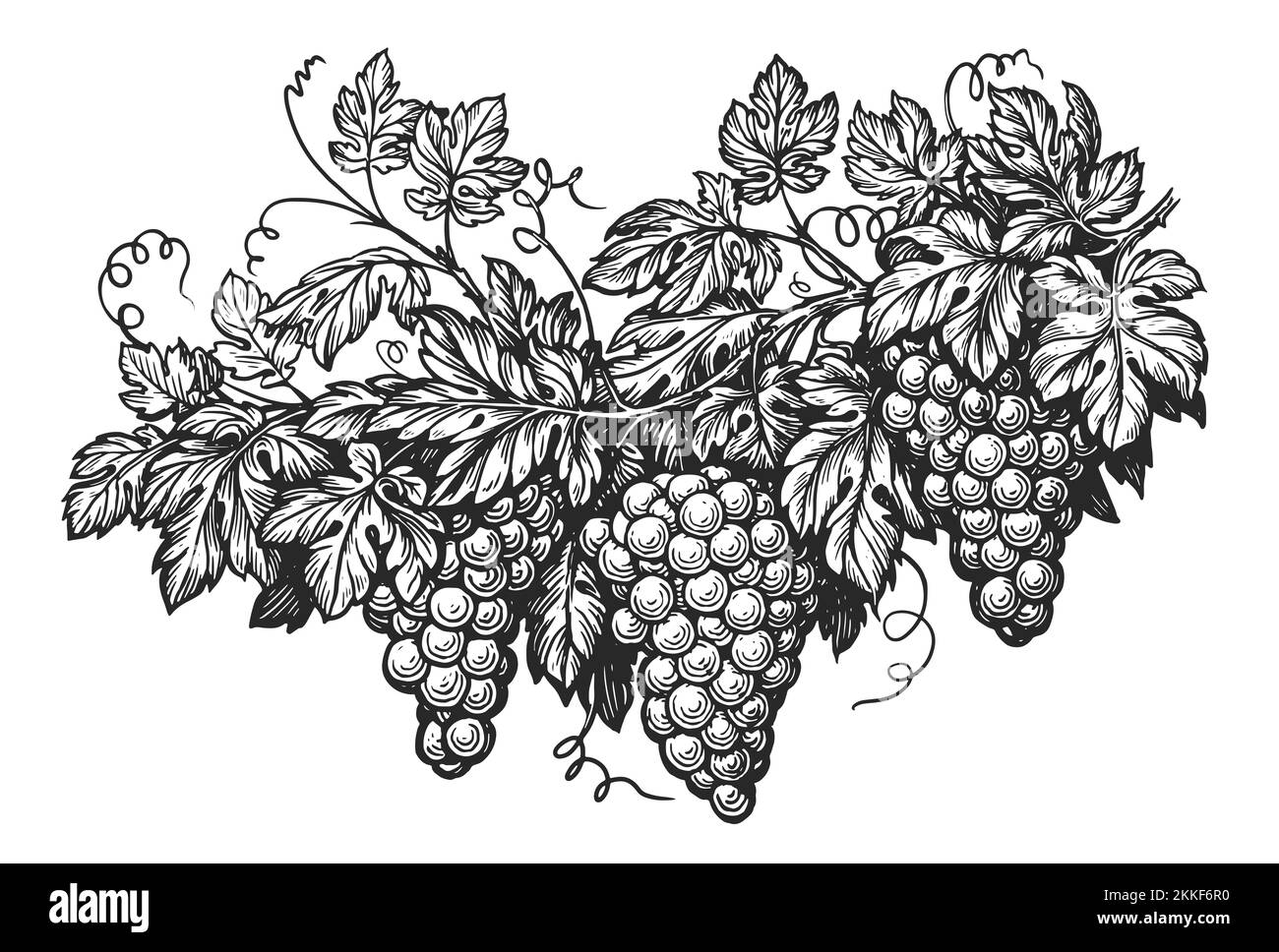 Vine tendrils Black and White Stock Photos & Images - Alamy