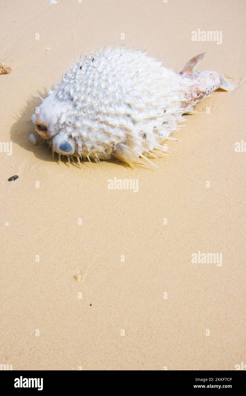 Spiky puffer fish hi-res stock photography and images - Alamy