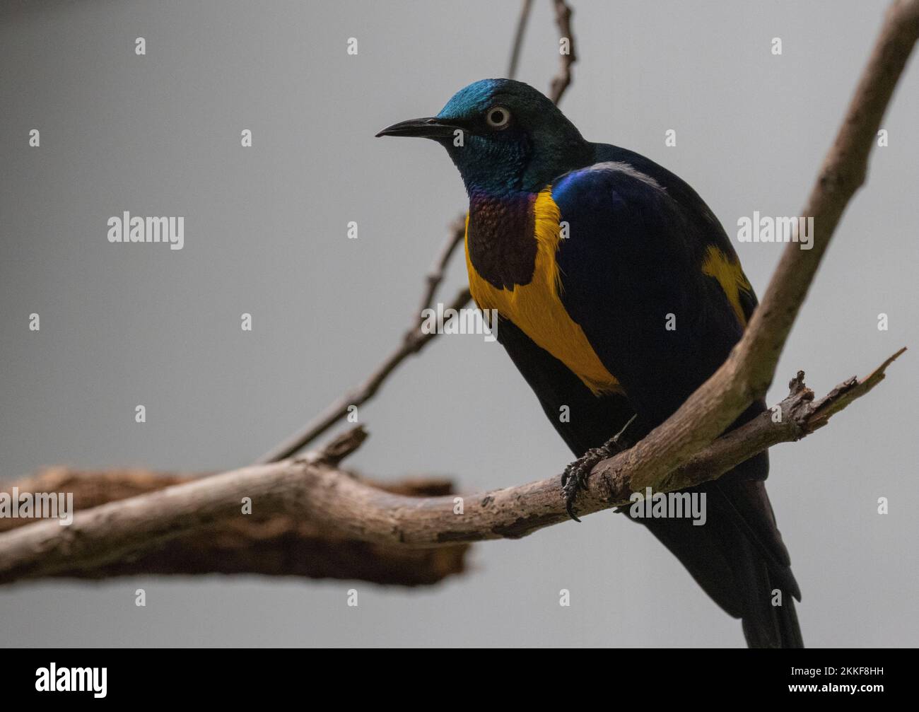 A golden-breasted starling (Lamprotornis regius) perched on a tree ...
