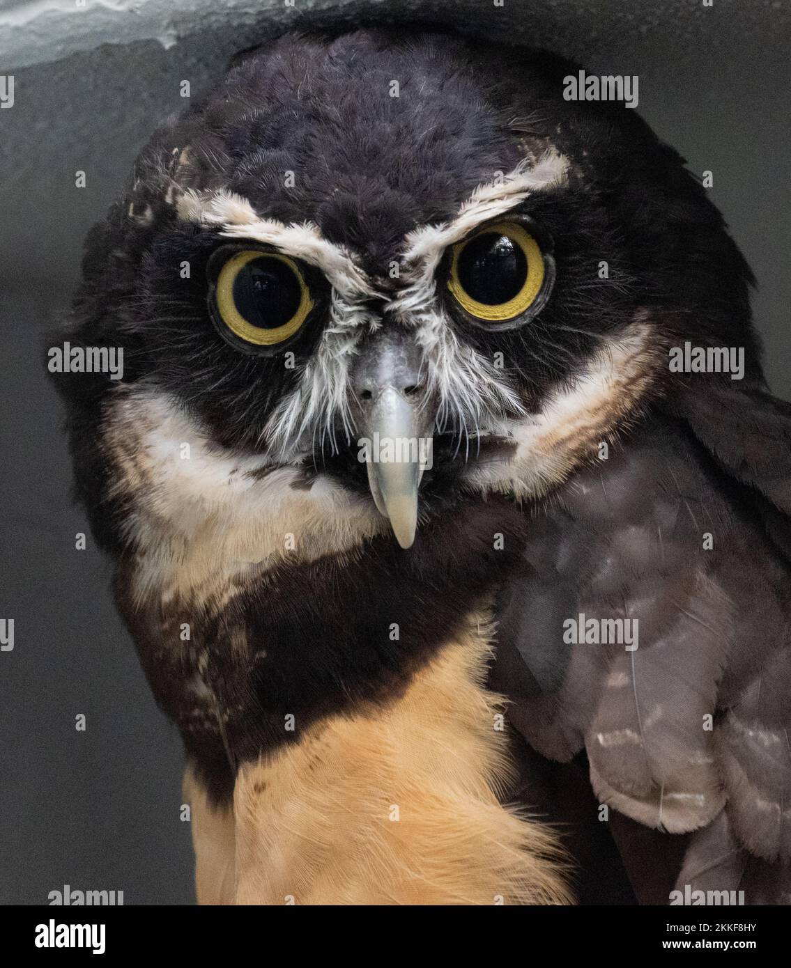 A vertical shot of a spectacled owl (Pulsatrix perspicillata Stock ...