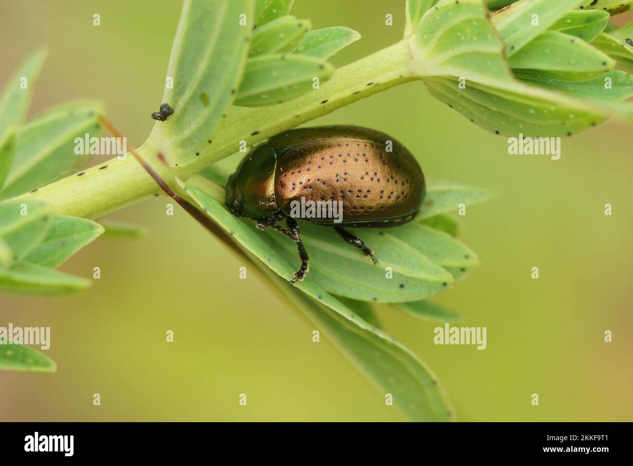 A closeup of a Chrysolina hyperici plant parasite on a plant Stock ...