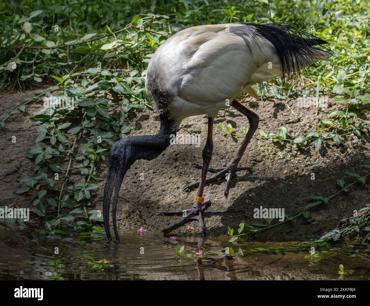 A closeup of an African sacred ibis (Threskiornis aethiopicus) drinking ...