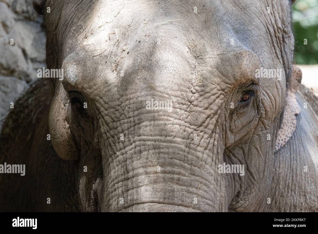 Elephas maximus genus hi-res stock photography and images - Alamy