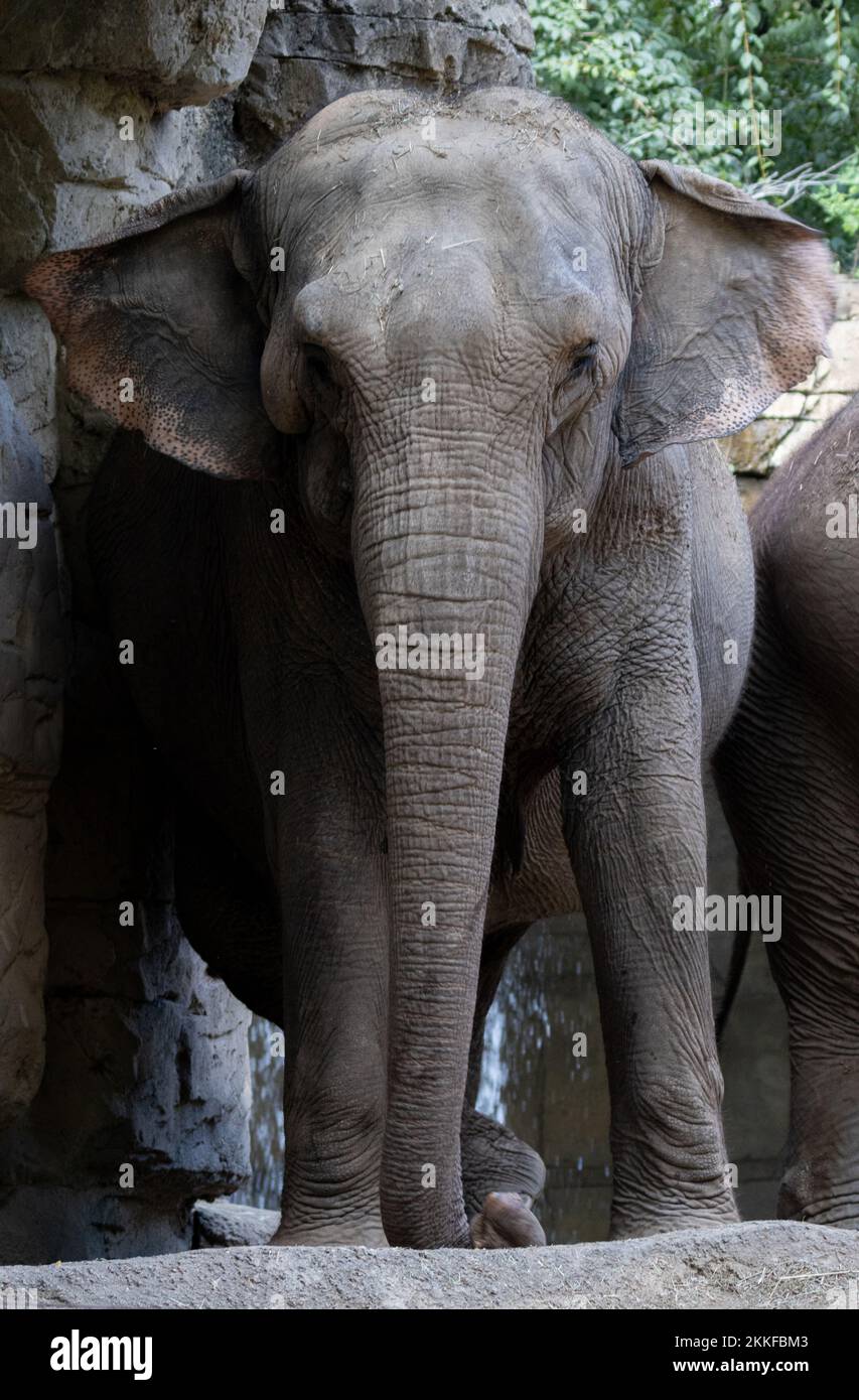 A vertical shot of an Indian elephant (Elephas maximus indicus) with no ...