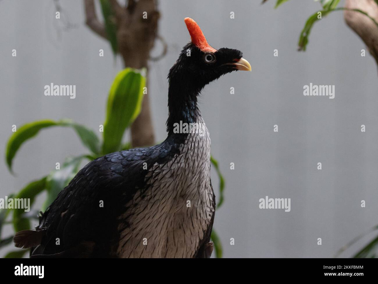 Horned guan oreophasis derbianus hi-res stock photography and images ...