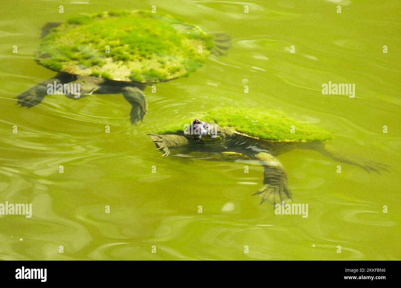 Turtles Ducking And Swimming In A Vivid Green Lagoon Stock Photo - Alamy