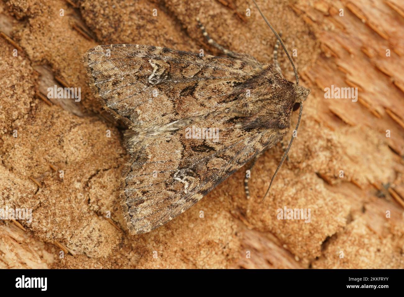 A closeup of a small Clouded Brindle - Apamea unanimis moth on a wood ...