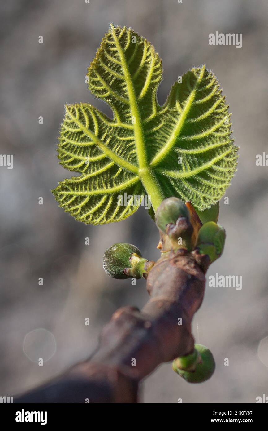 Fig tree branch with tender leaf its incipient fruits Stock Photo - Alamy