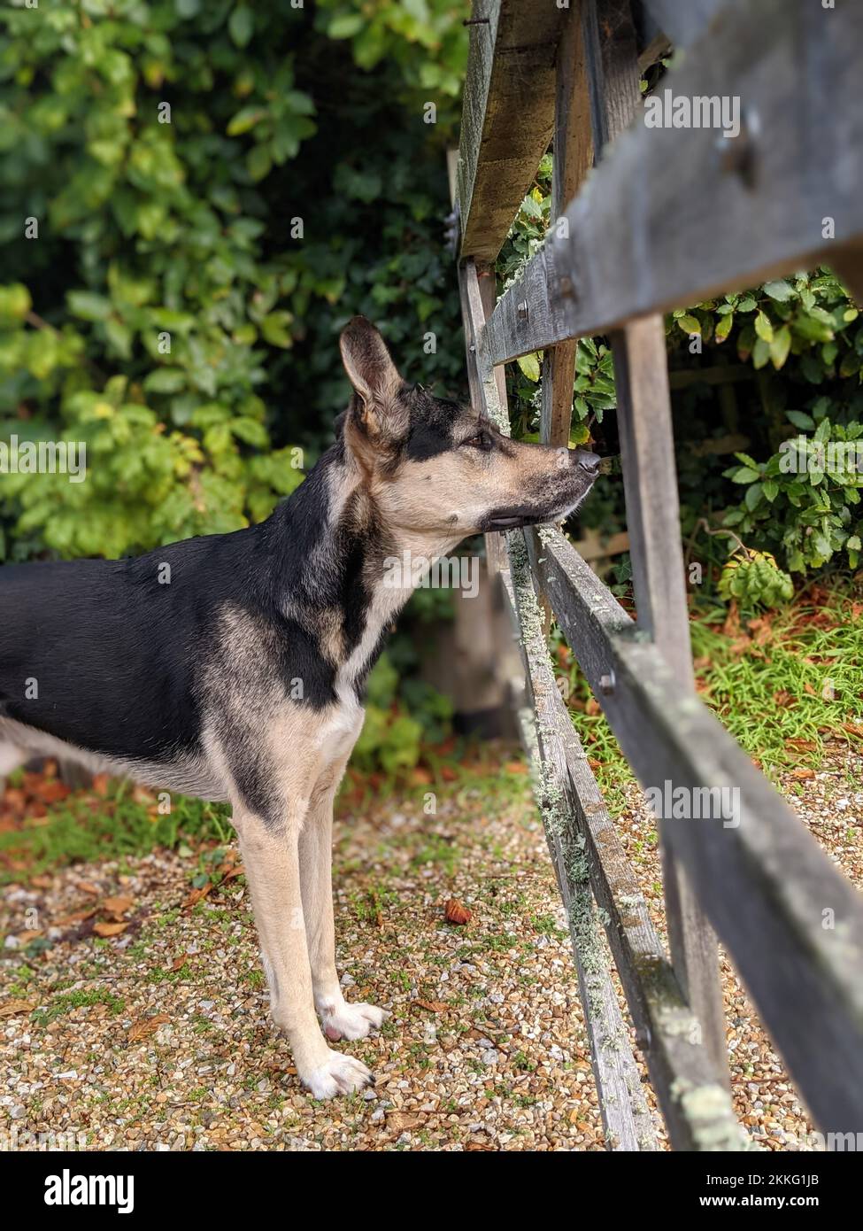 Look through gate young hi-res stock photography and images - Alamy