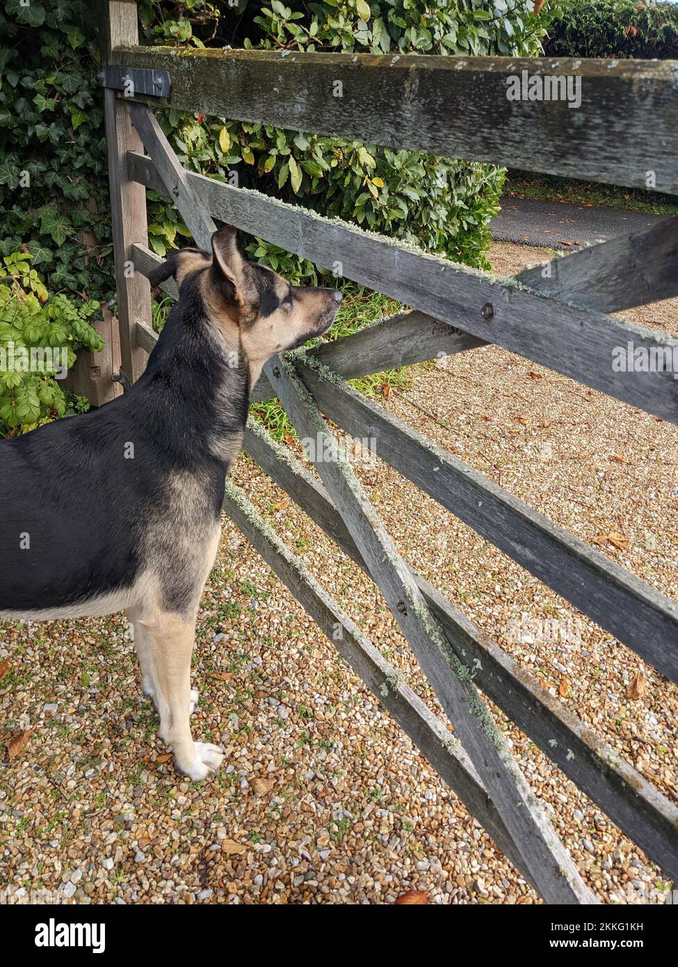 A rescue dog looking through garden gate Stock Photo - Alamy