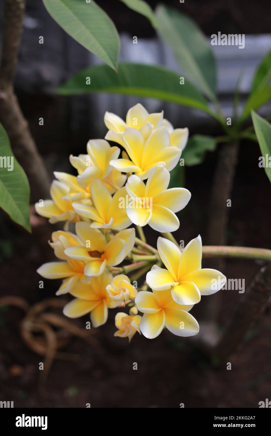 A selective focus view of beautiful Kamboja Flower Stock Photo - Alamy