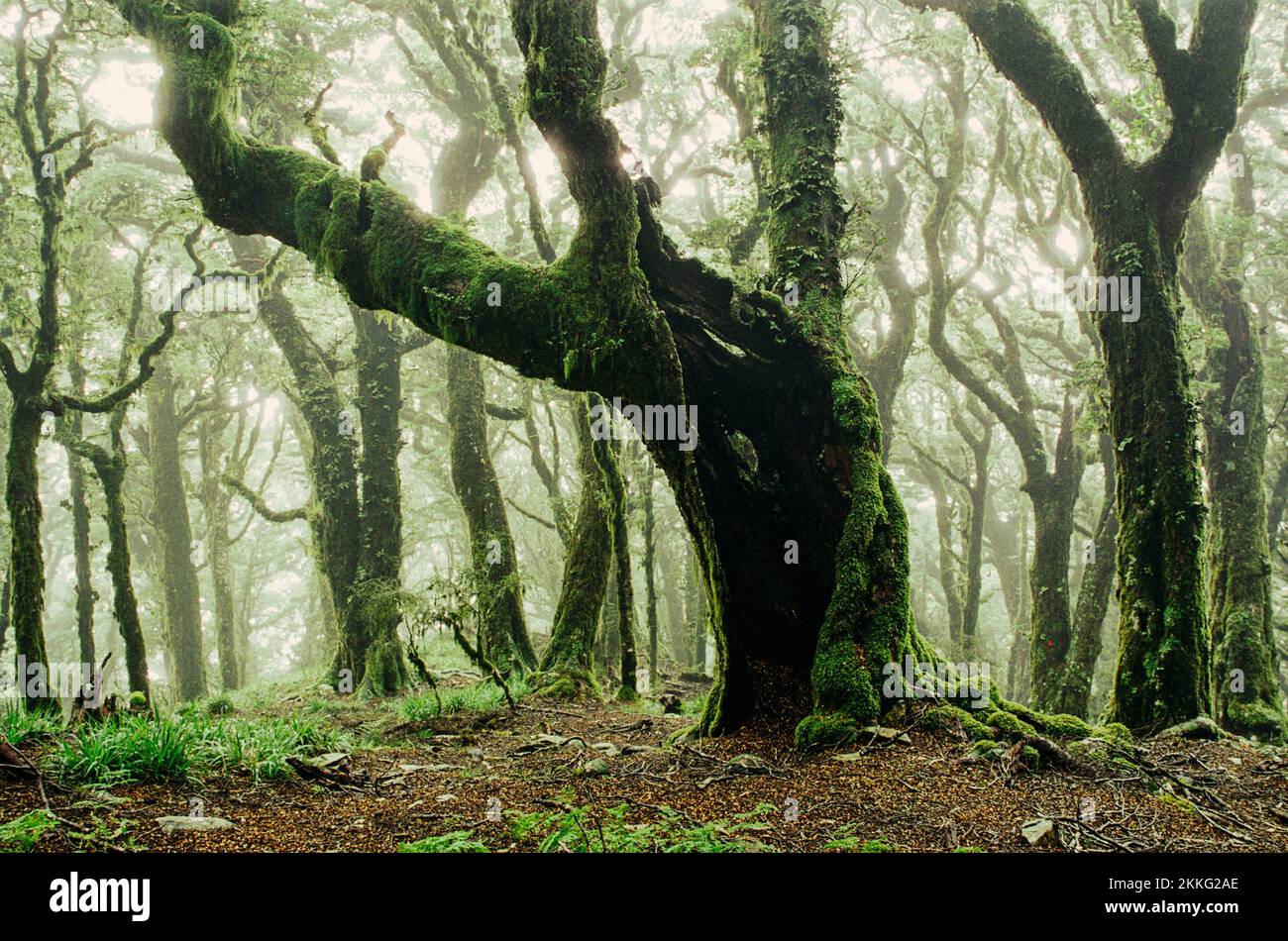 Mount stokes new zealand hi-res stock photography and images - Alamy