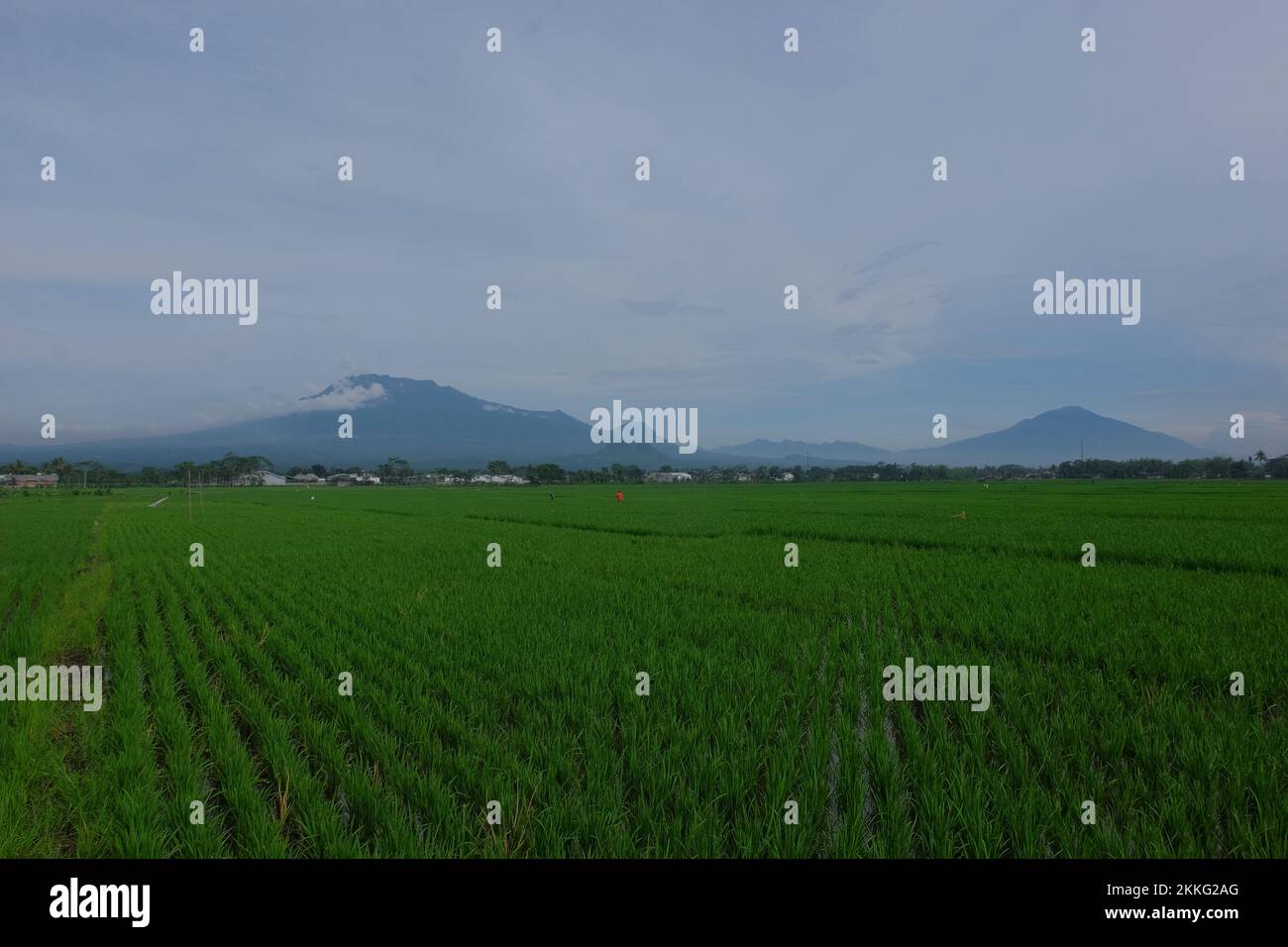 A view of a wide expanse of rice field Stock Photo - Alamy