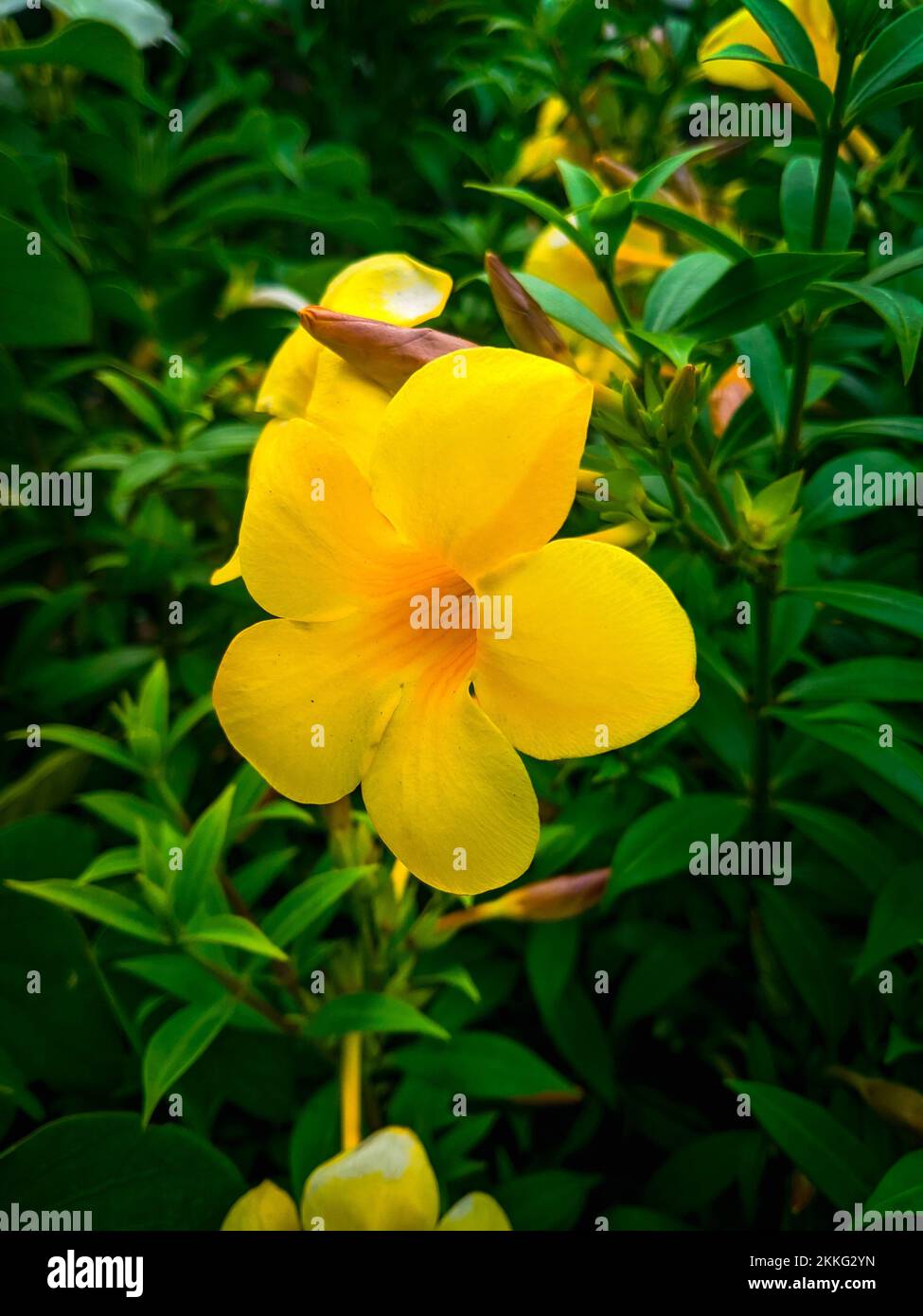 A vertical closeup of a vibrant golden trumpet flower surrounded by ...