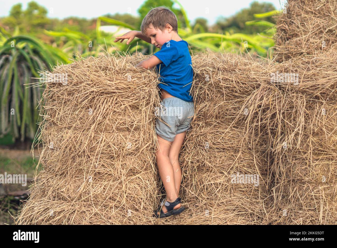 Boy blue t-shirt smile play climbs on down haystack bales of dry hay ...