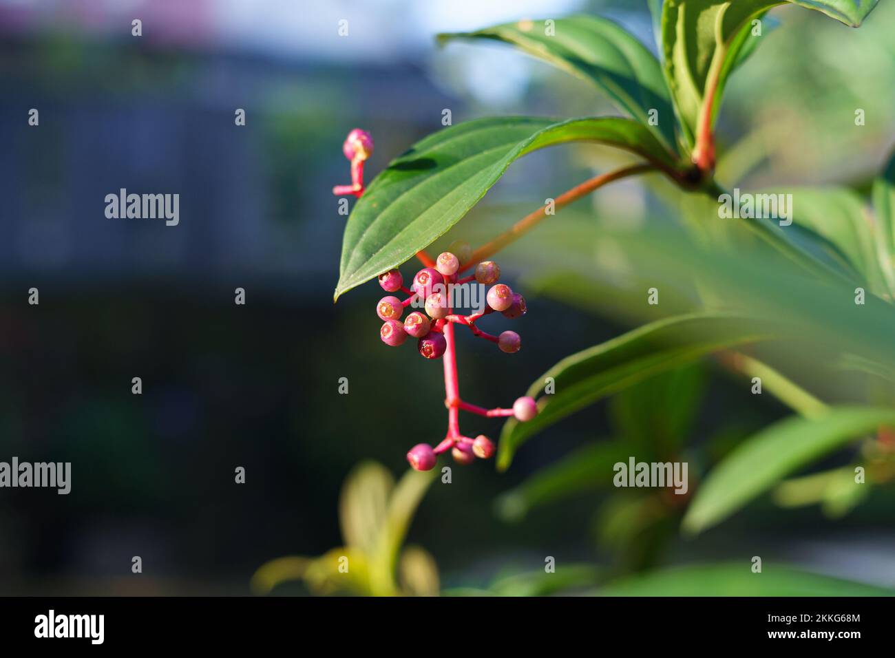 Indonesian parijata fruits (Medinilla speciosa) in a garden, usually ...