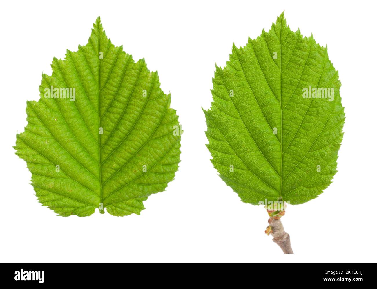 The leaf of hazelnut isolated on a white background Stock Photo - Alamy