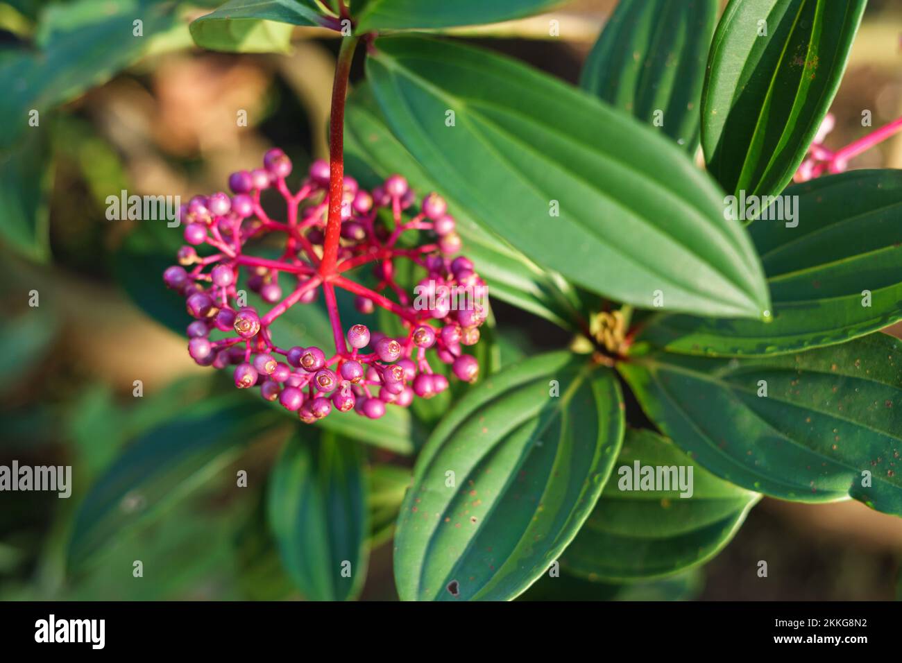 Indonesian parijata fruits (Medinilla speciosa) in a garden, usually ...