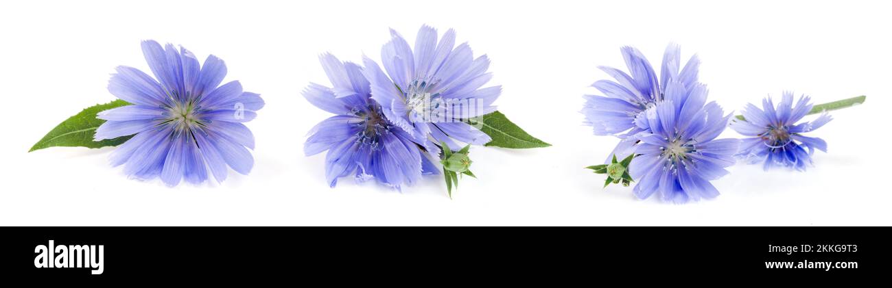 Chicory flower with leaf isolated on white background macro Stock Photo ...