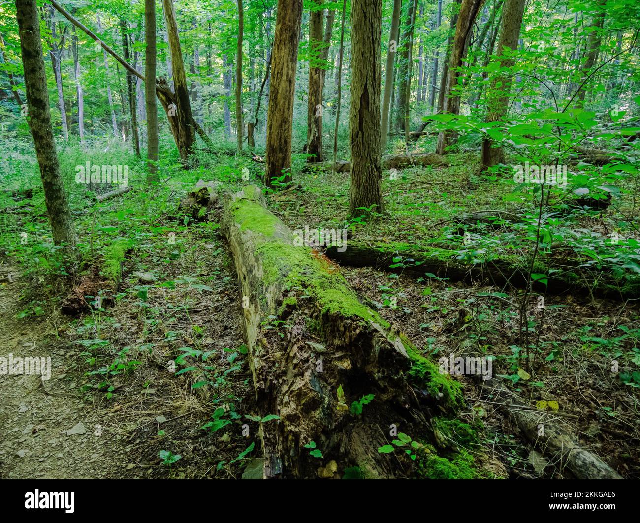 A fallen tree in a forest in Braddock's Trail Park, Westmoreland County ...