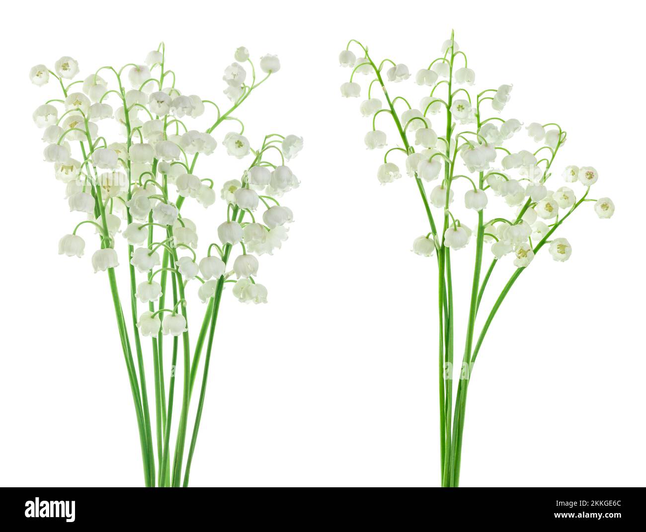 Lilly of the valley flowers isolated on white background with full depth of field Stock Photo ...