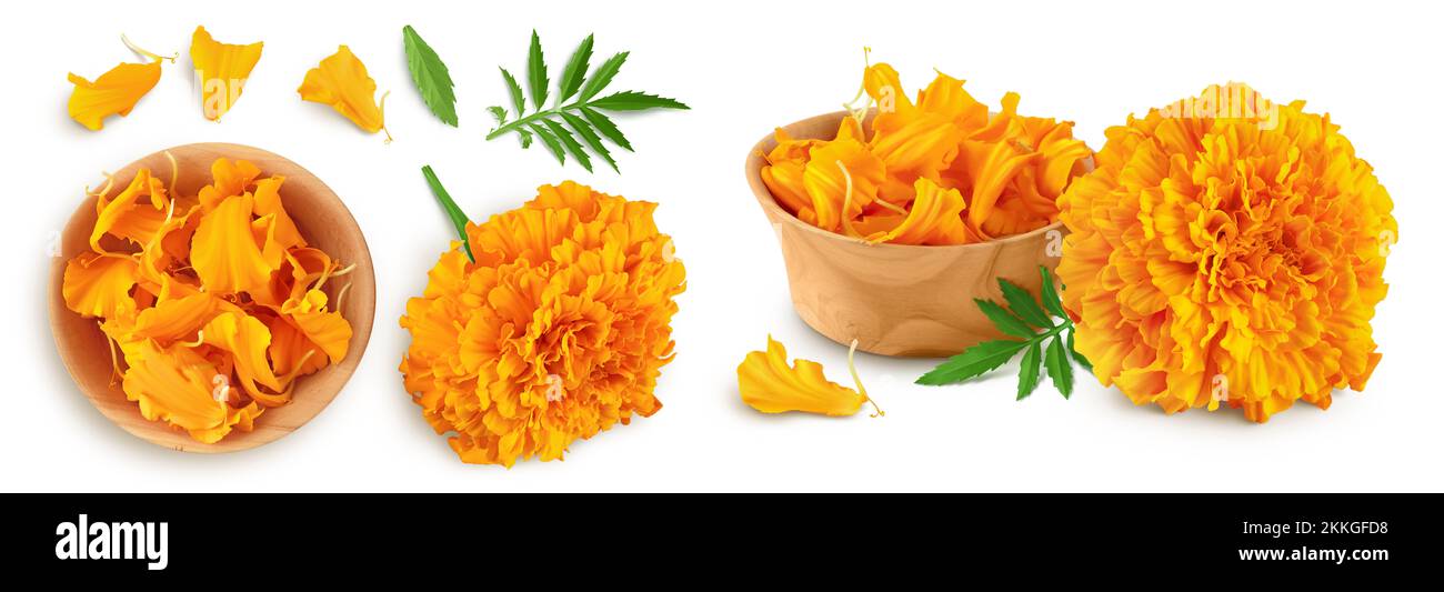 fresh marigold or tagetes erecta flower isolated on white background ...