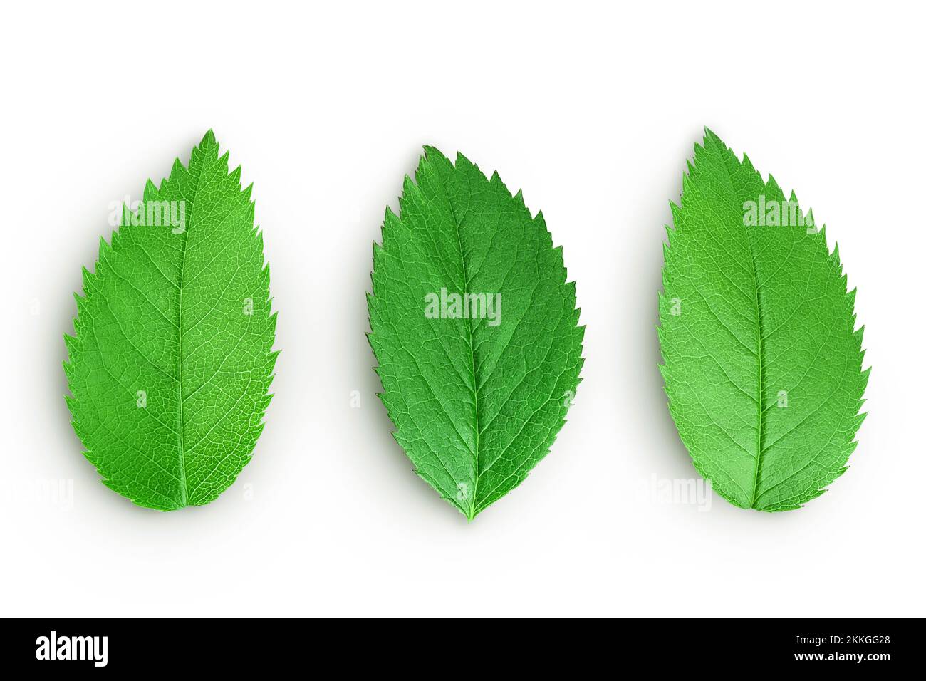 rosehip green leaves isolated on white background Stock Photo - Alamy