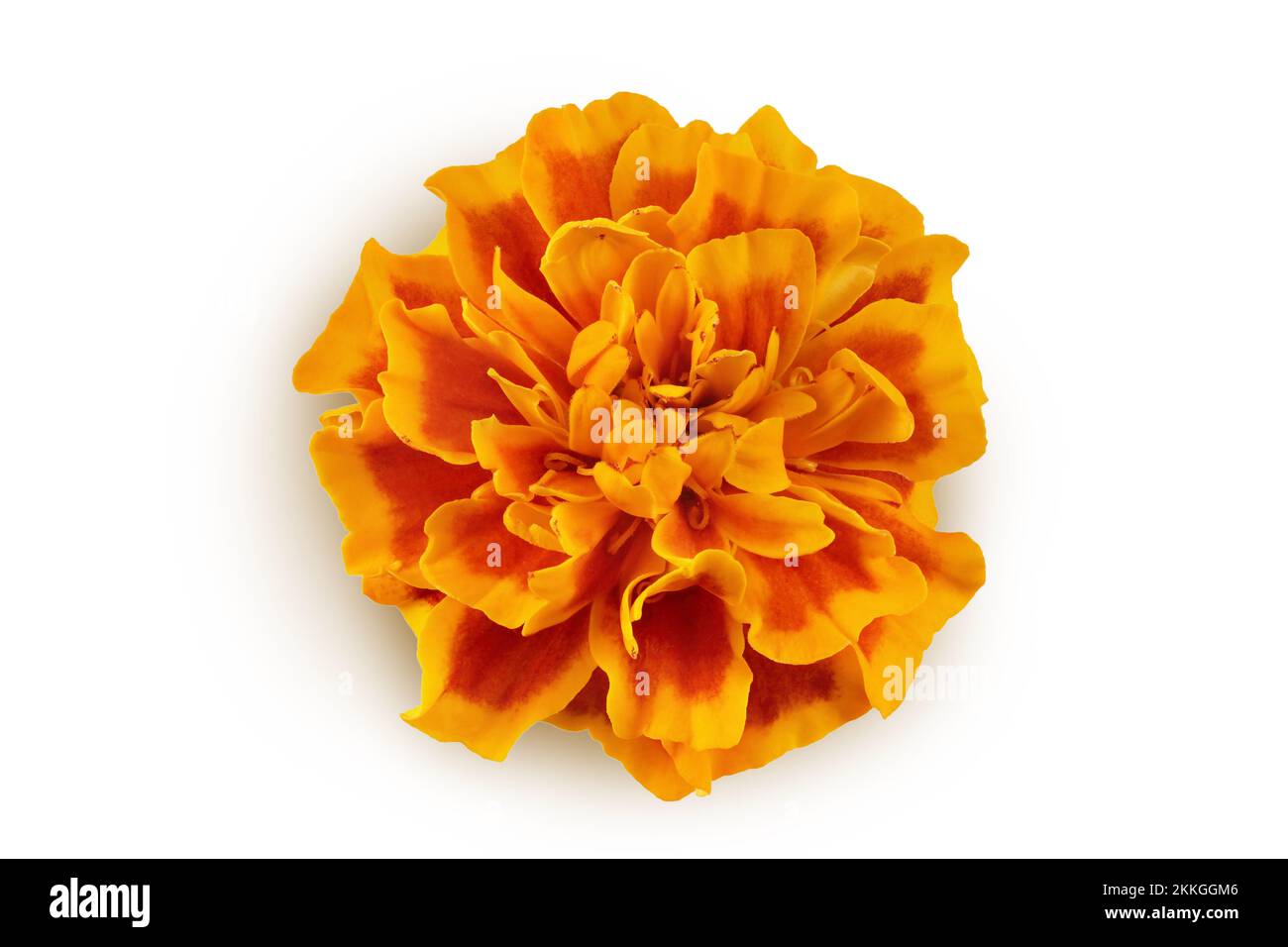fresh marigold or tagetes erecta flower isolated on white background ...