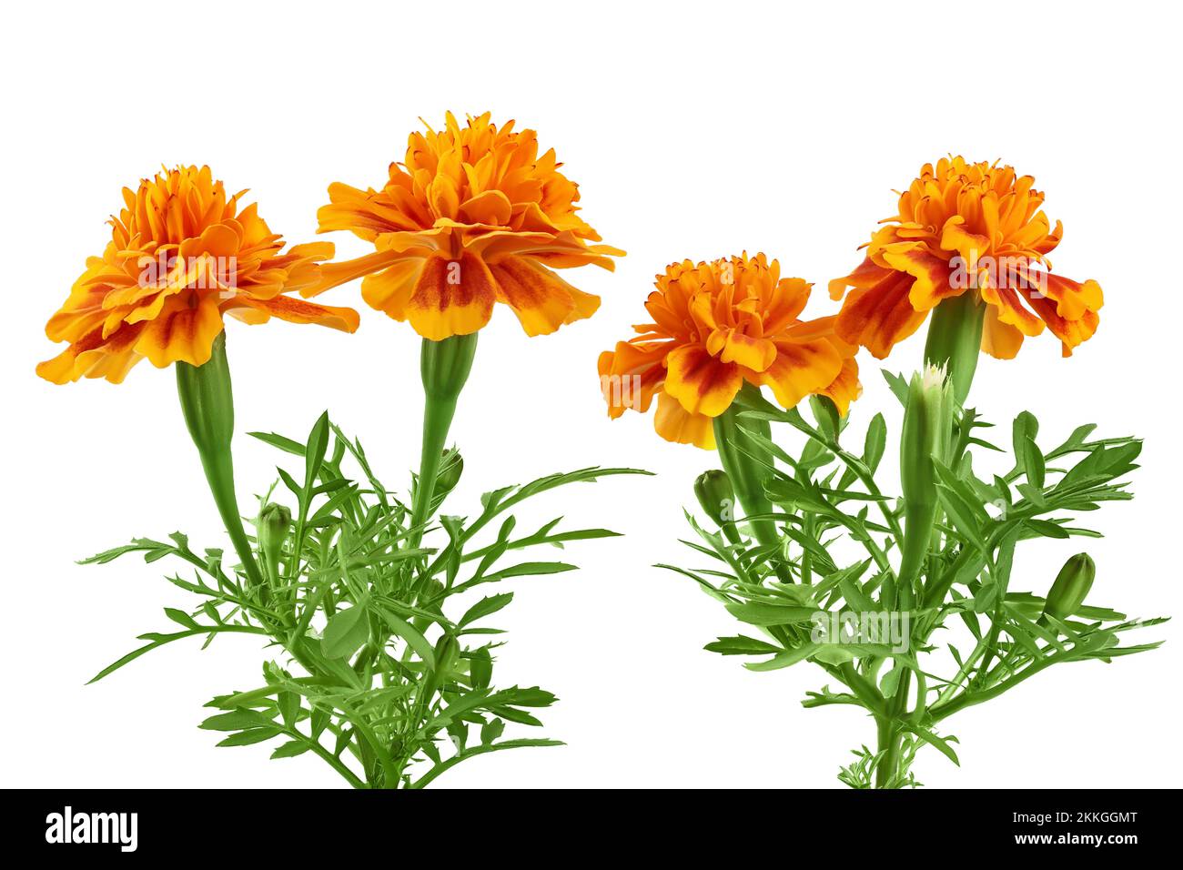 fresh marigold or tagetes erecta flower isolated on white background ...