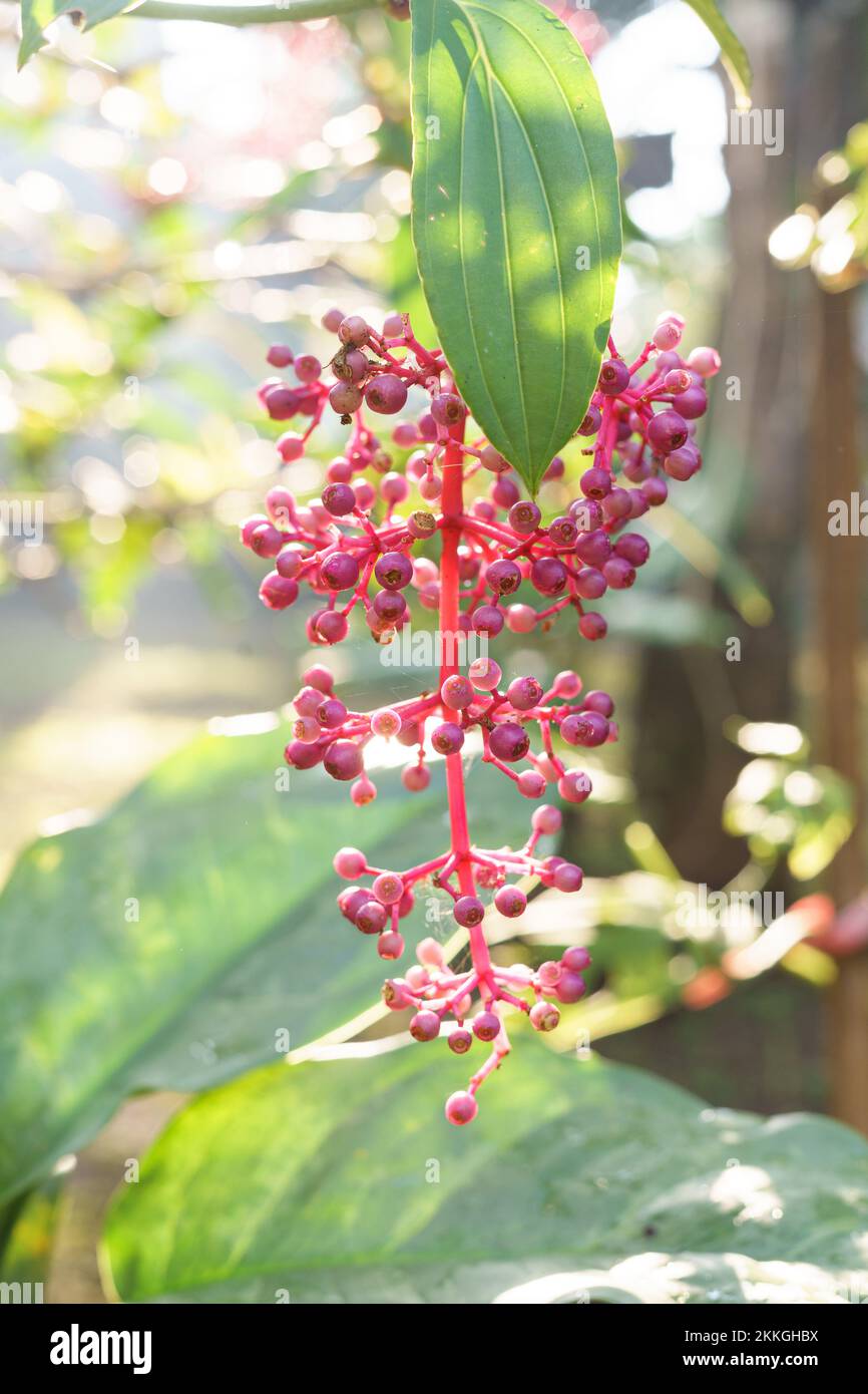 Indonesian parijata fruits (Medinilla speciosa) in a garden, usually ...