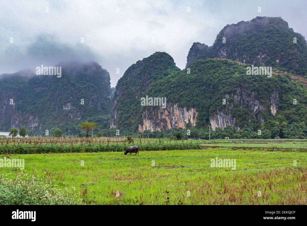 Field in Vietnam's countryside Stock Photo - Alamy