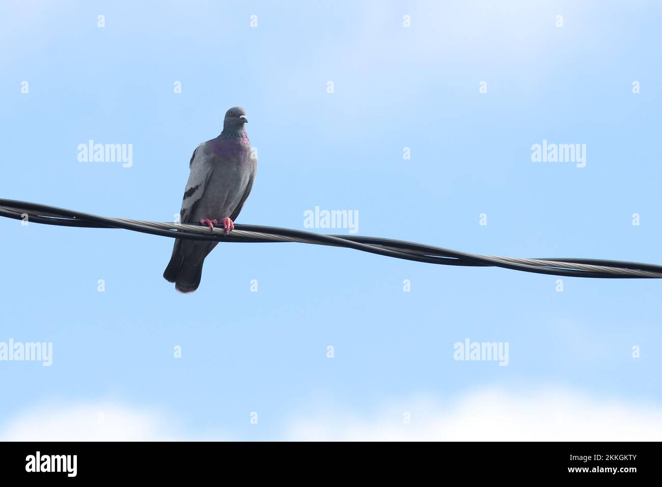 Pigeons on telephone cable on beautiful sky background Stock Photo - Alamy