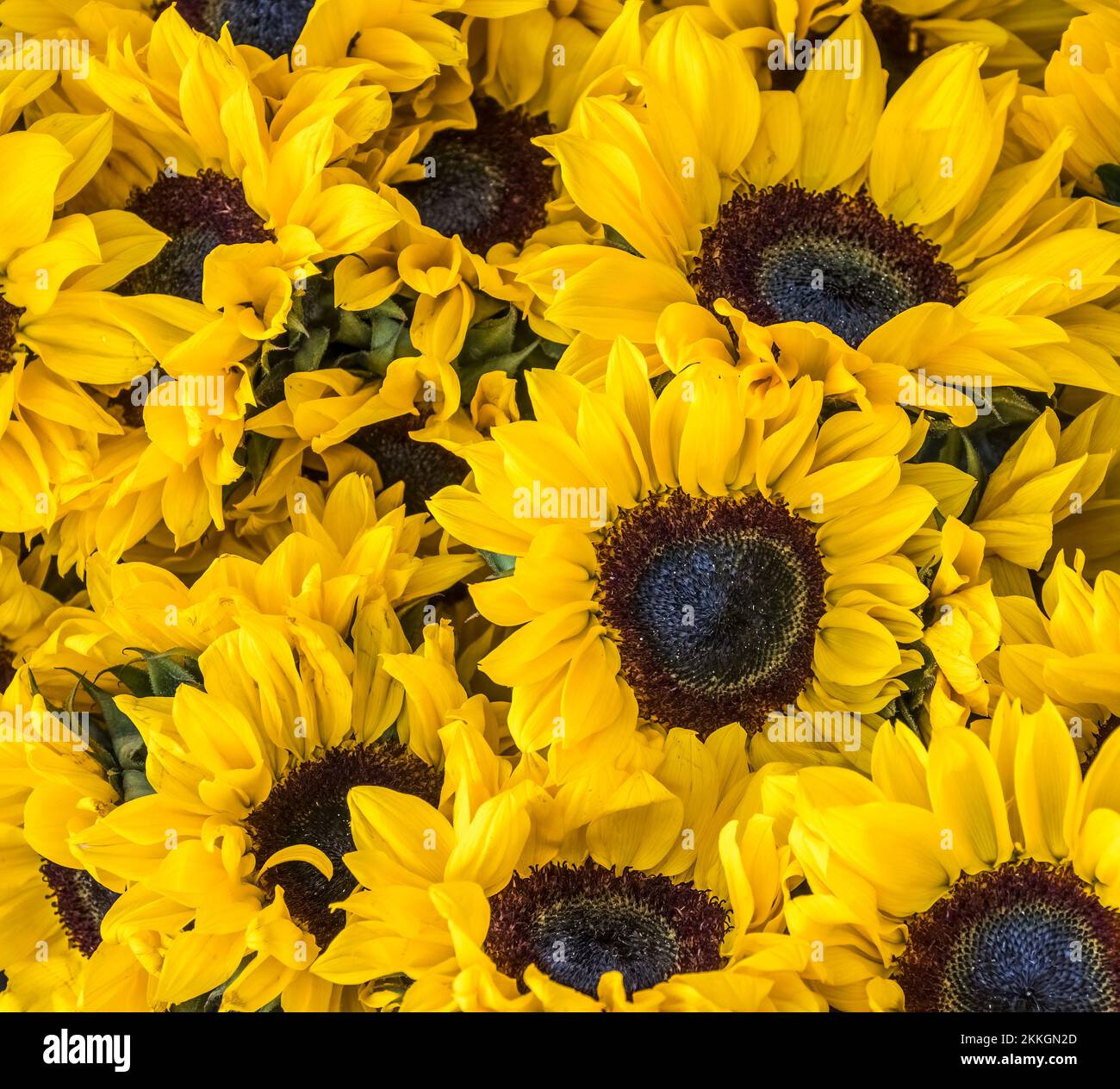 Yellow common sunflowers, Helianthus annuusilling, the frame Stock ...