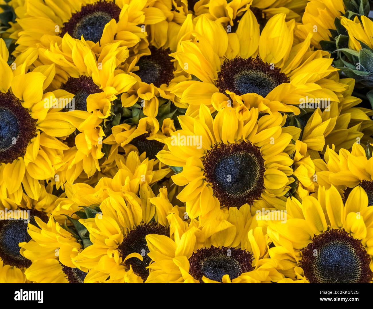 Yellow common sunflowers, Helianthus annuusilling, the frame Stock ...