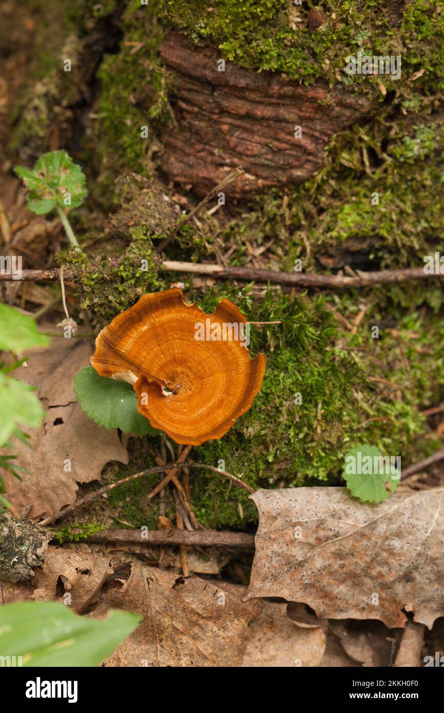 Bright orange mushroom Lactarius deliciosus saffron milkcap in the moss ...