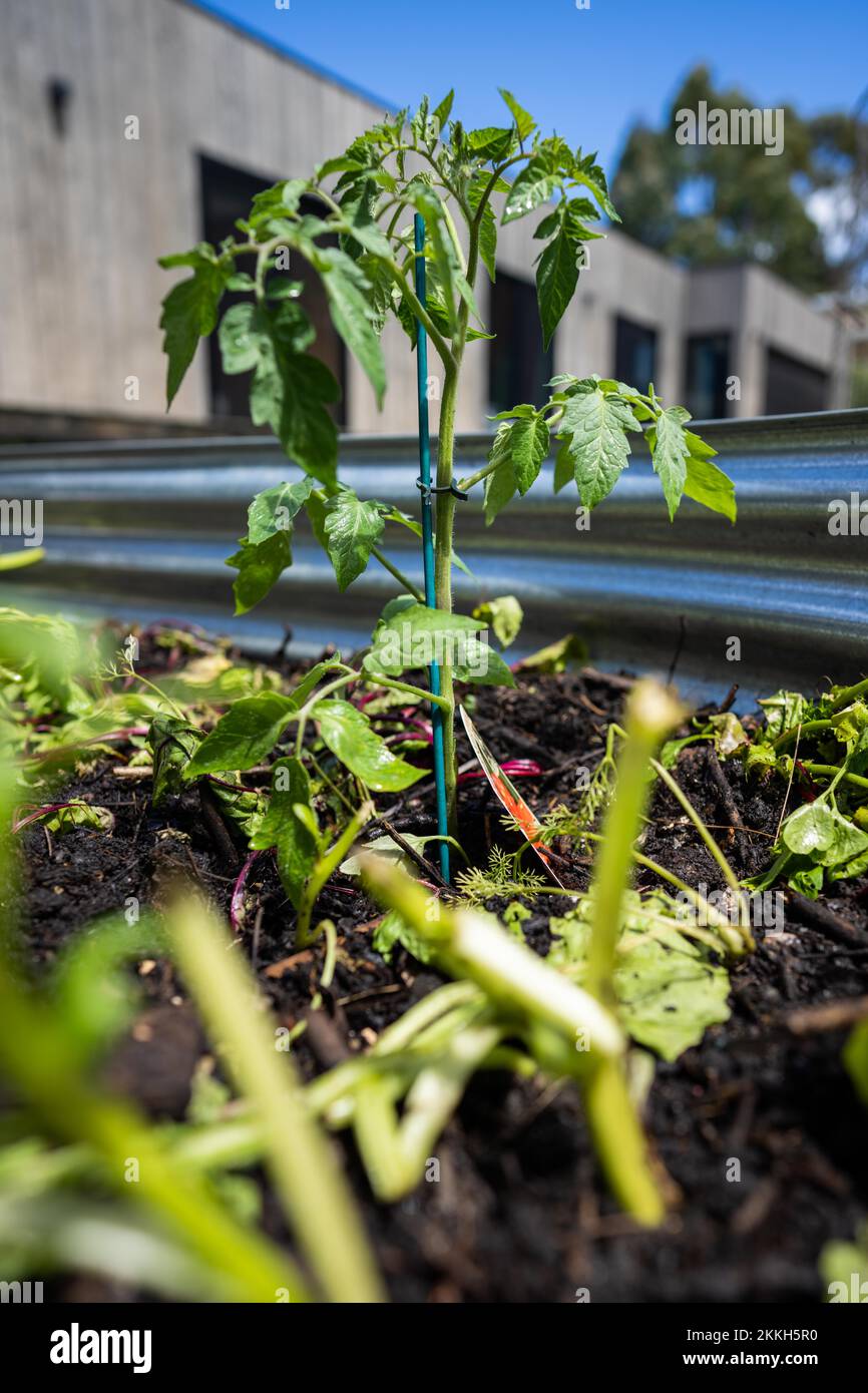 tomato plant growing in a vegetable garden in spring Stock Photo - Alamy