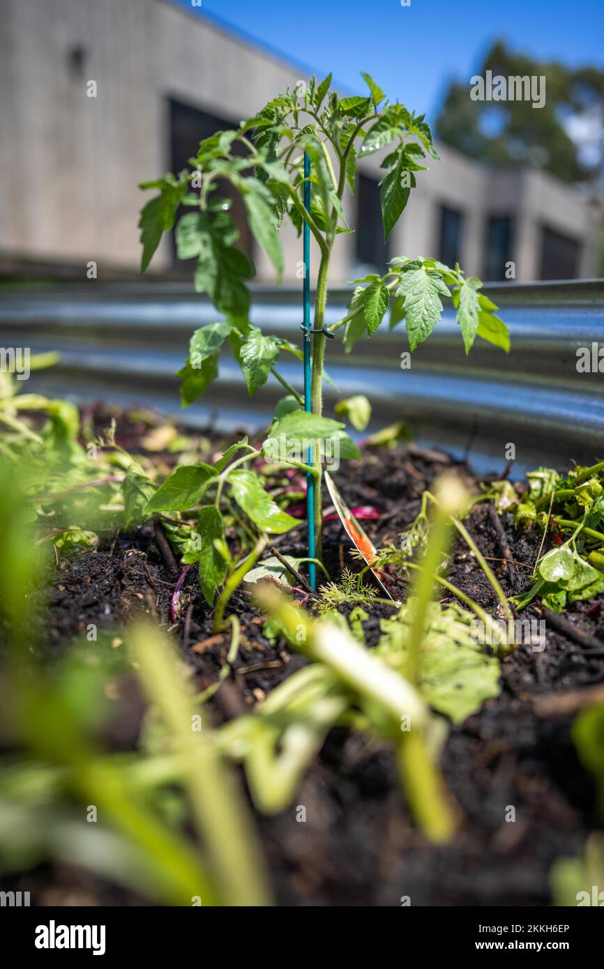 tomato plant growing in a vegetable garden in spring Stock Photo - Alamy