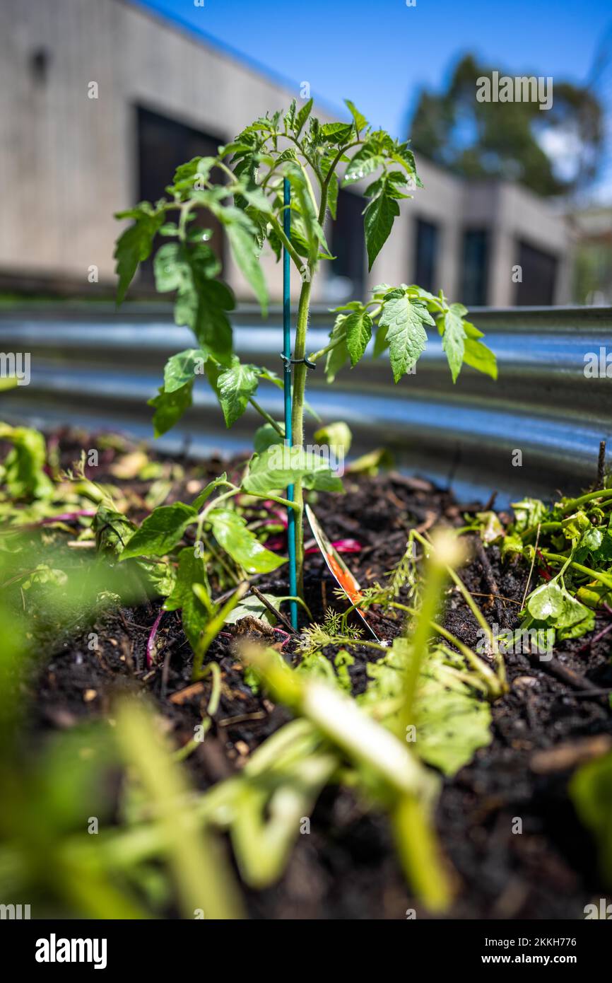 tomato plant growing in a vegetable garden in spring Stock Photo - Alamy