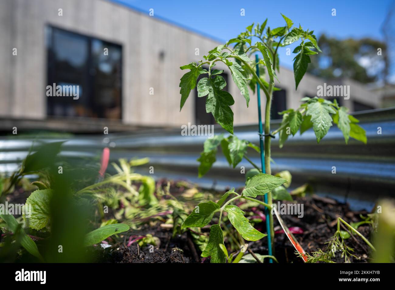 tomato plant growing in a vegetable garden in spring Stock Photo - Alamy